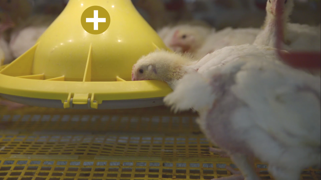 GOLDEN BROILER cage system _PRIME :: FIT Farm Innovation Team