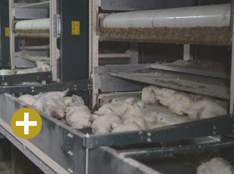 GOLDEN BROILER cage system _PRIME :: FIT Farm Innovation Team