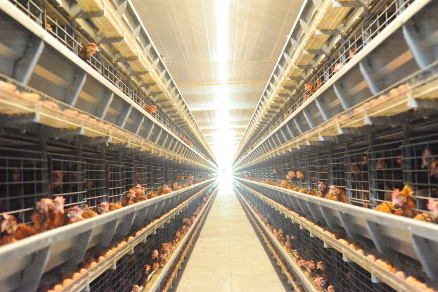 GOLDEN LAYER cage system _PRIME :: FIT Farm Innovation Team