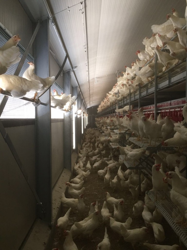 NATURE_2 CAGE-FREE layer AVIARY system :: FIT Farm Innovation Team