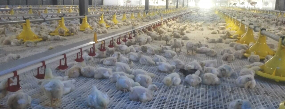 GOLDEN BROILER FLOOR system :: FIT Farm Innovation Team
