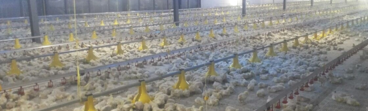 GOLDEN BROILER FLOOR system :: FIT Farm Innovation Team